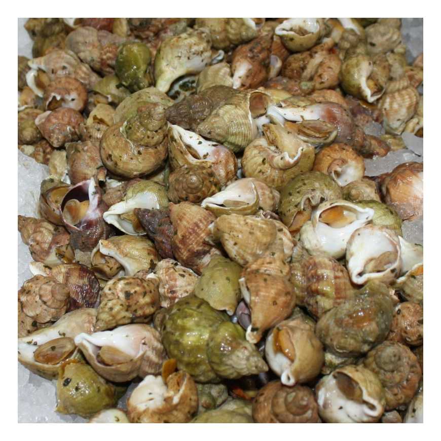 Vente Bulots cuits - 500 g - Achat en ligne et livraison à domicile