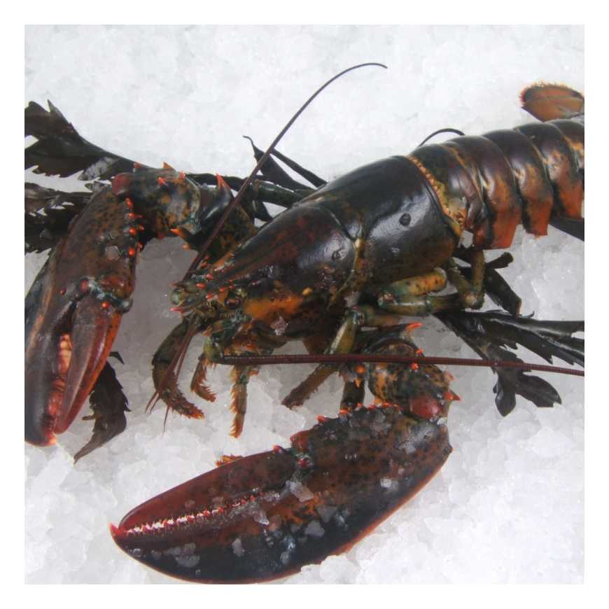 Vente Homard Canadien vivant en ligne et livraison à domicile